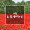 수원탑동시민농장 양귀비 꽃구경과 청보리밭 볼거리 경기도 수원 여행지 이색 데이트코스 핫플 놀만한곳 5월 피크닉 즐기기 딱인